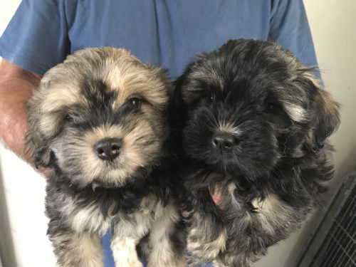 Lowchen Puppies – Cheraton Kennels New Zealand