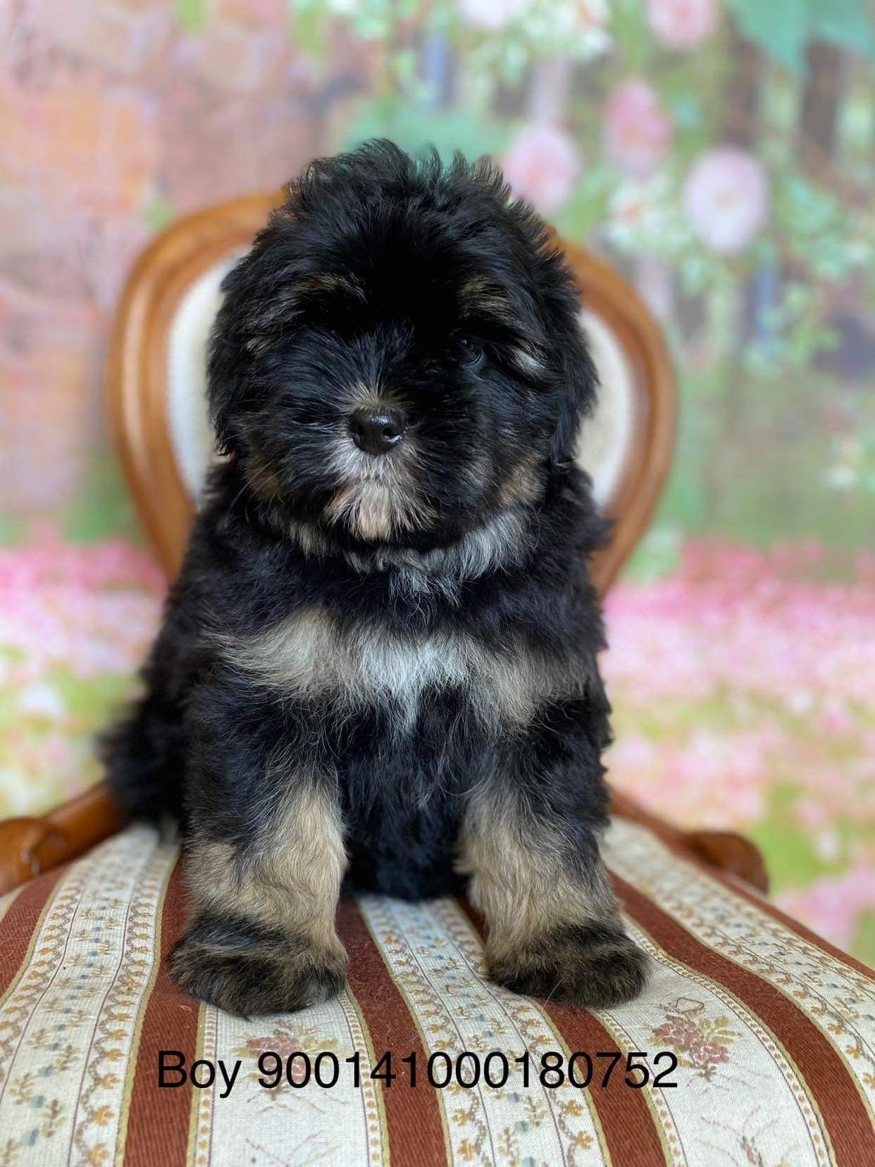 Lowchen Puppies – Cheraton Kennels New Zealand