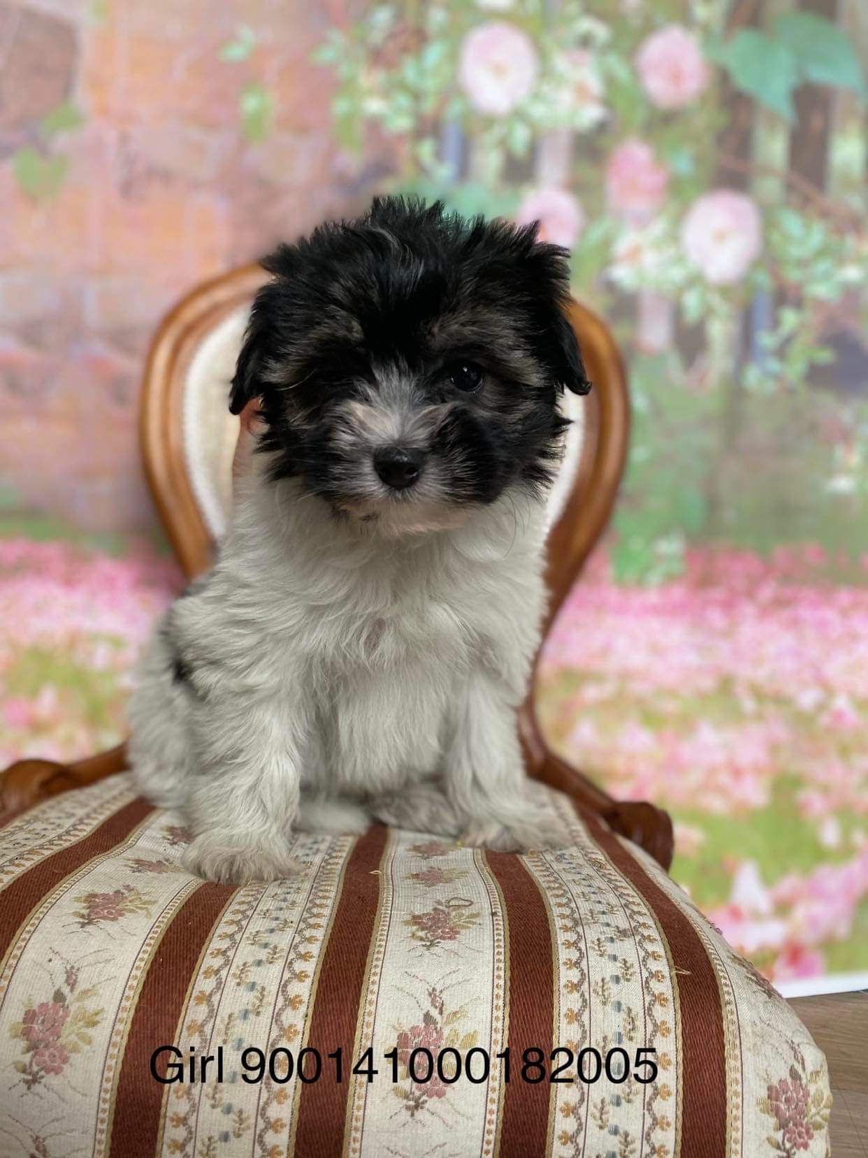 Are Lowchen Hypoallergenic Dogs