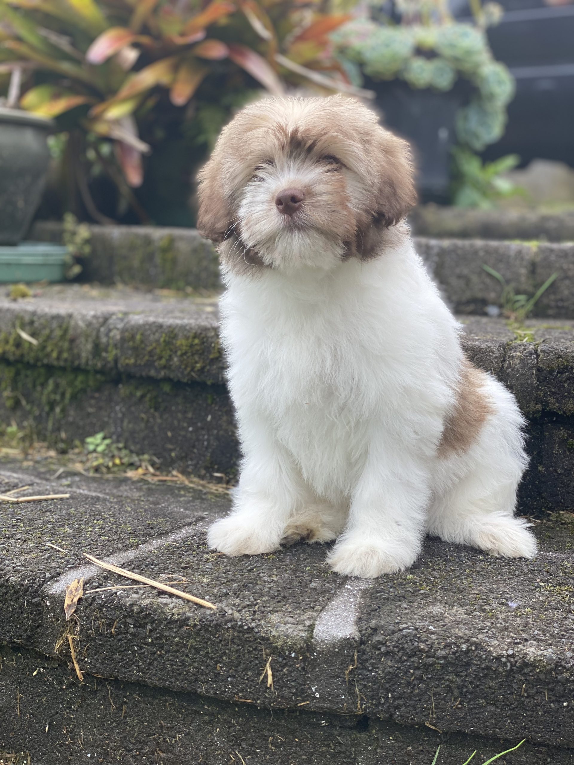 Lowchen Puppies – Cheraton Kennels New Zealand