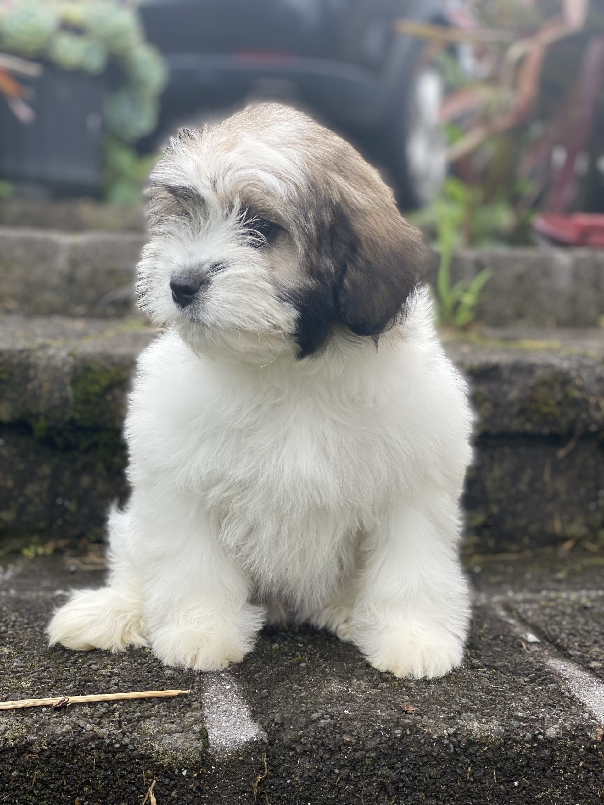Lowchen Puppies – Cheraton Kennels New Zealand